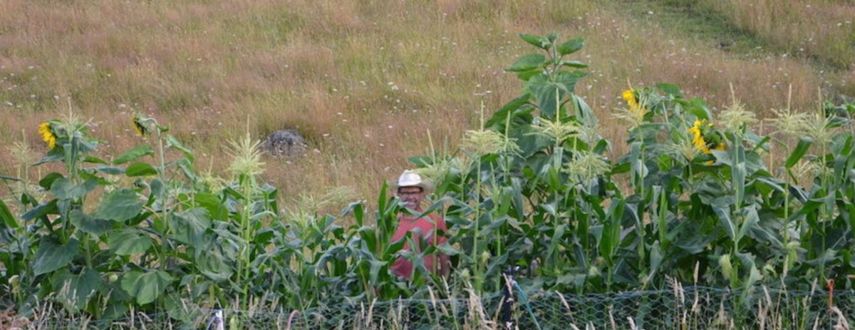 Life in New Zealand - University of Washington Orthodontic Alumni ...